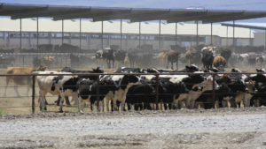 Services - Standard Dairy Consultants