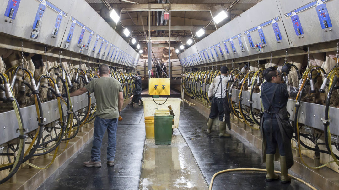 Home - Standard Dairy Consultants