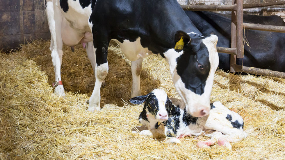 Results - Standard Dairy Consultants
