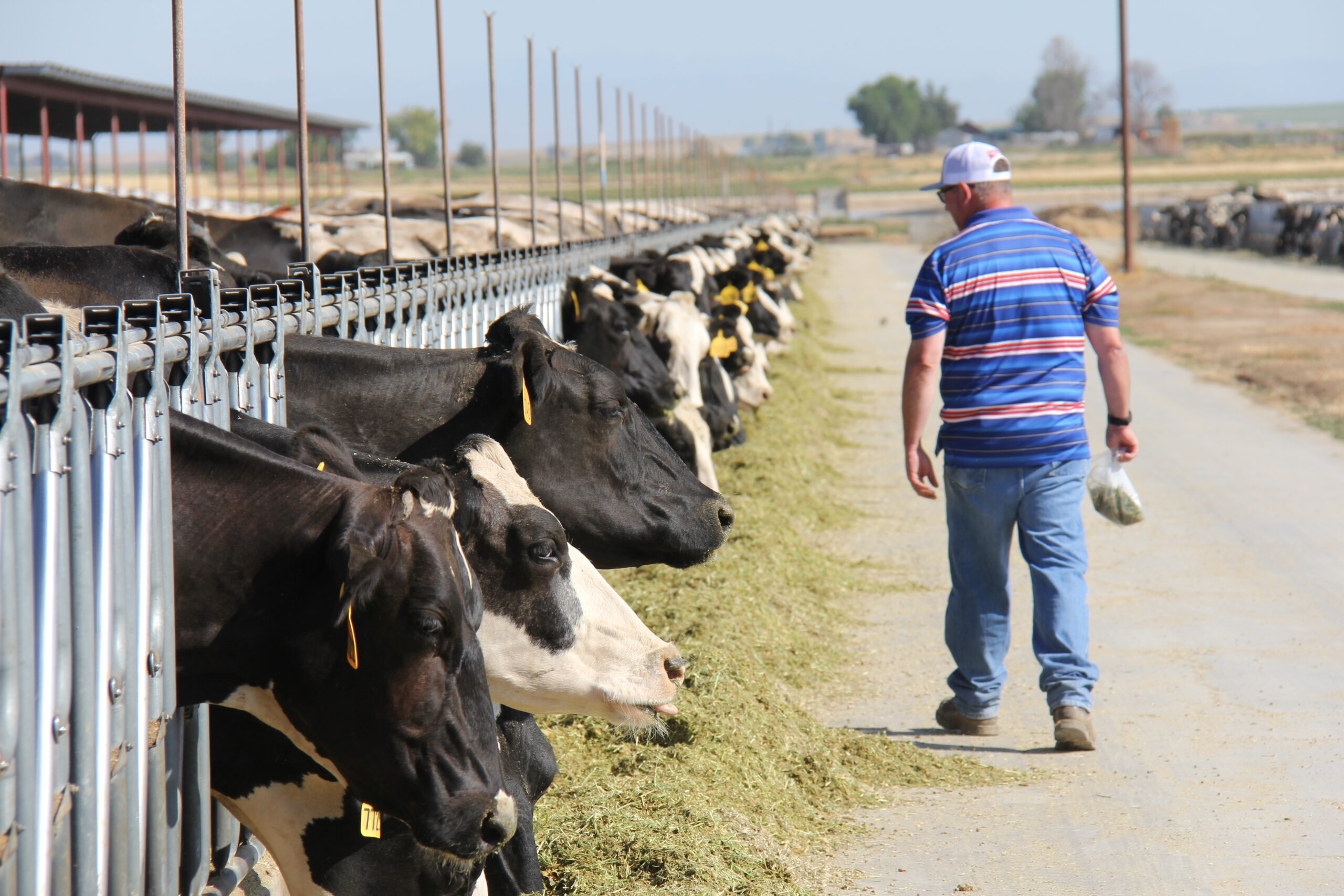 Plan & Allocate Homegrown Feeds: The Foundation - Standard Dairy ...