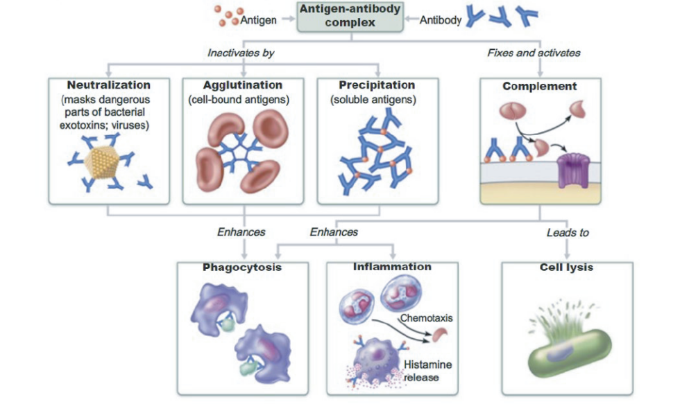 Understanding Vaccines - Standard Dairy Consultants