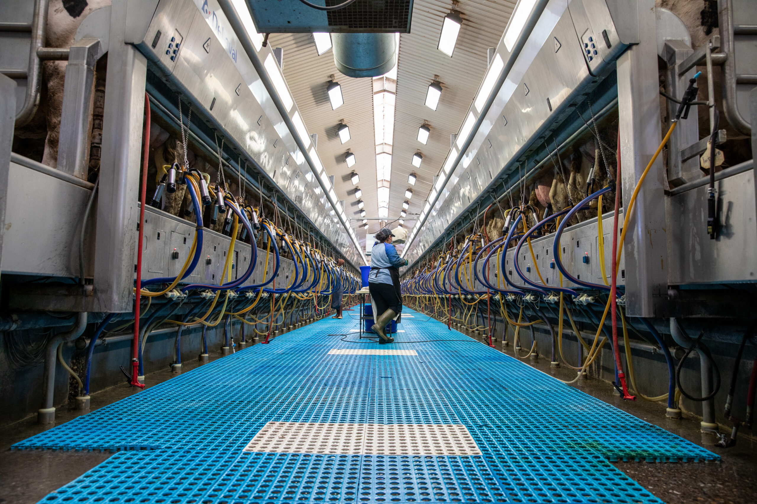 Feed Costs Considerations With Lower Milk Revenues - Standard Dairy ...