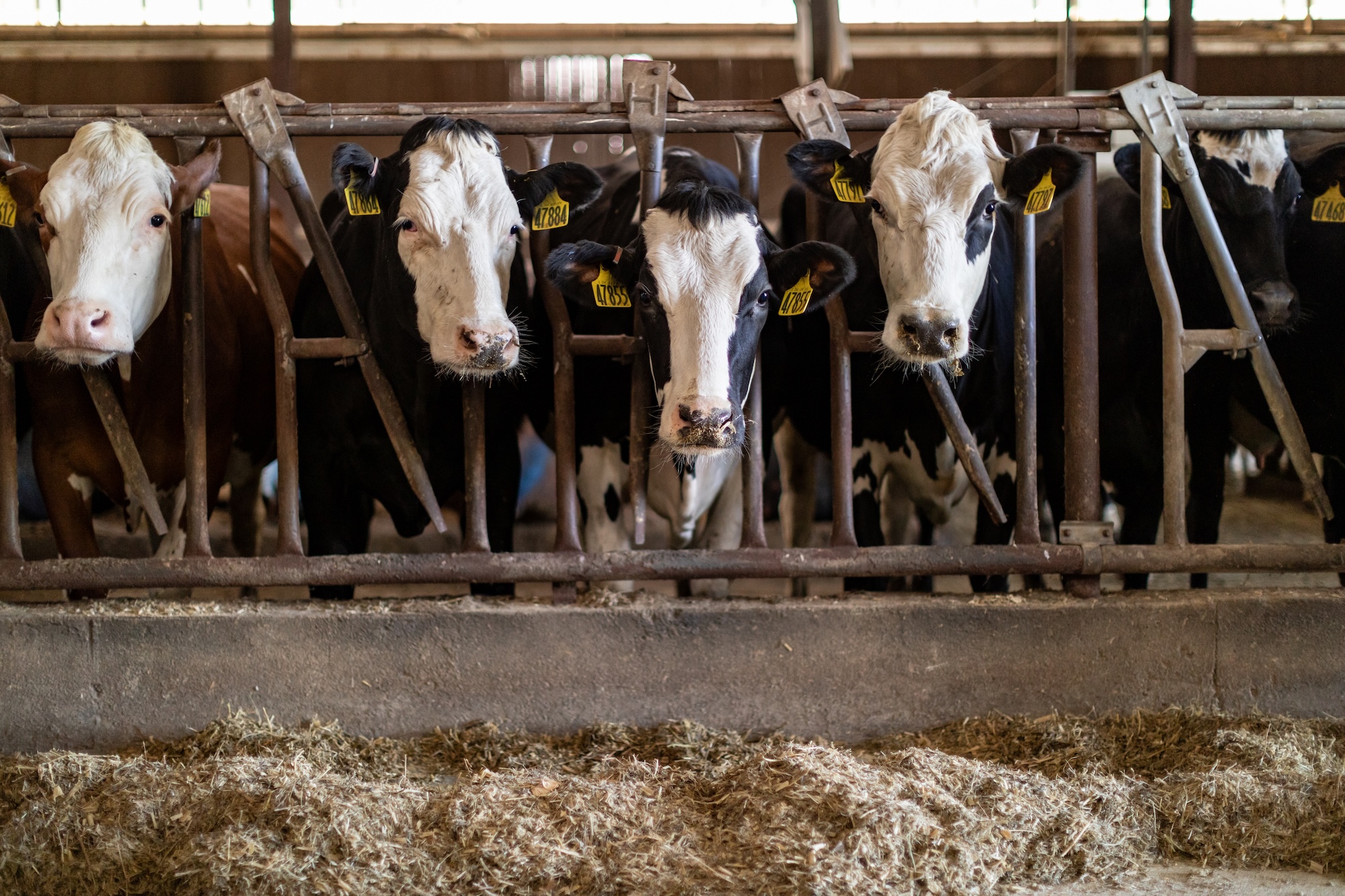 Hard Hooves, Harder Lessons: What 24 Years Hoof Trimming Taught Me ...